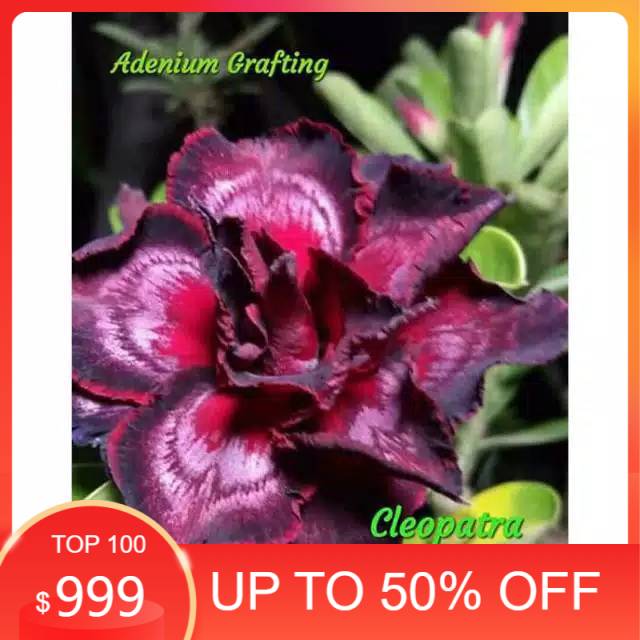 Jual Adenium bunga tumpuk "Cleopatra" | Shopee Indonesia