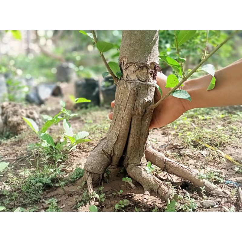 Jual beringin iprik /preh lokal batang coklat | Shopee Indonesia