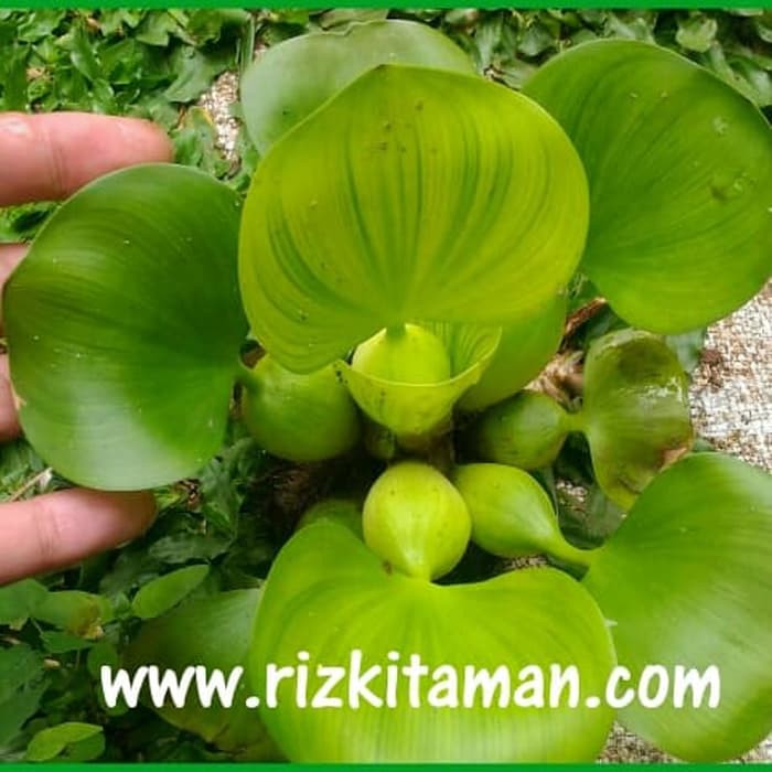 Jual tanaman Air Eceng Gondok Eichhornia crassipes berbunga ungu ...