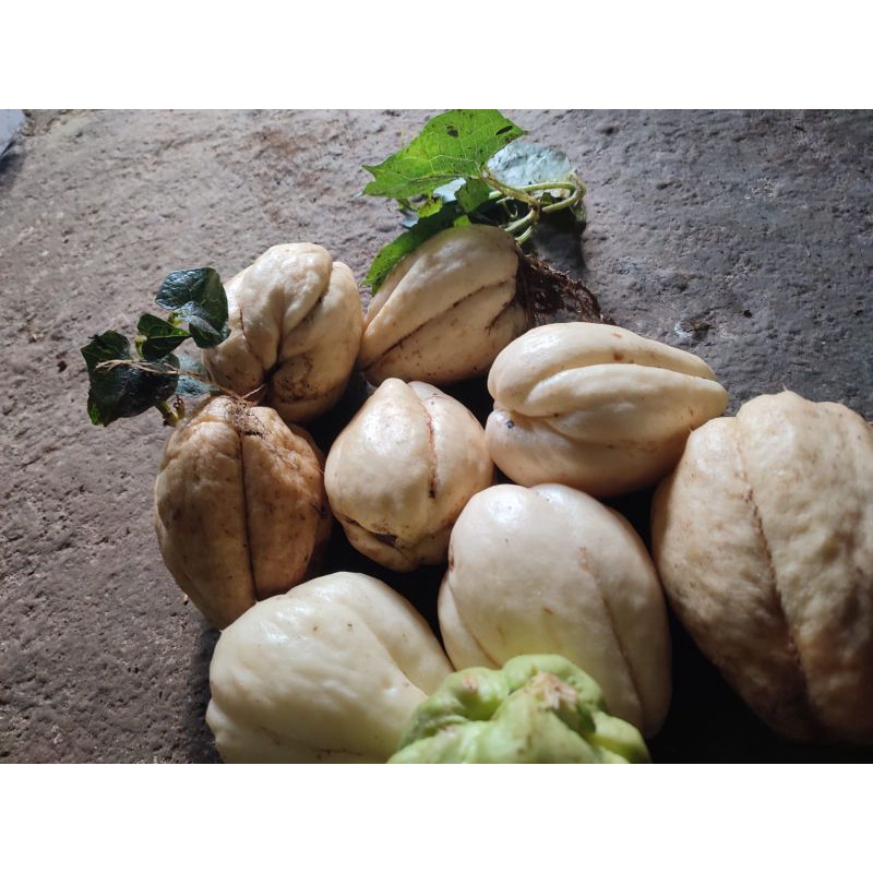 Jual Bibit labu siam putih/jipang/gondes langka harga per pcs | Shopee ...