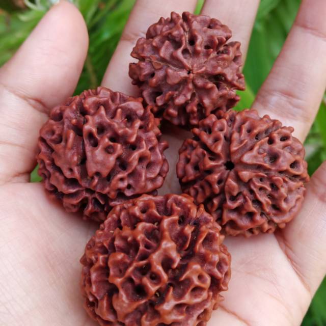 Jual Biji jenitri genitri mukhi 6 mukhi 7 besar RANDOM rudraksha ...