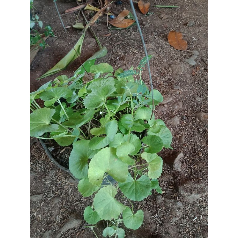 Jual tanaman herbal begagan fungsinya untuk mengilangkan pekel pekel ...