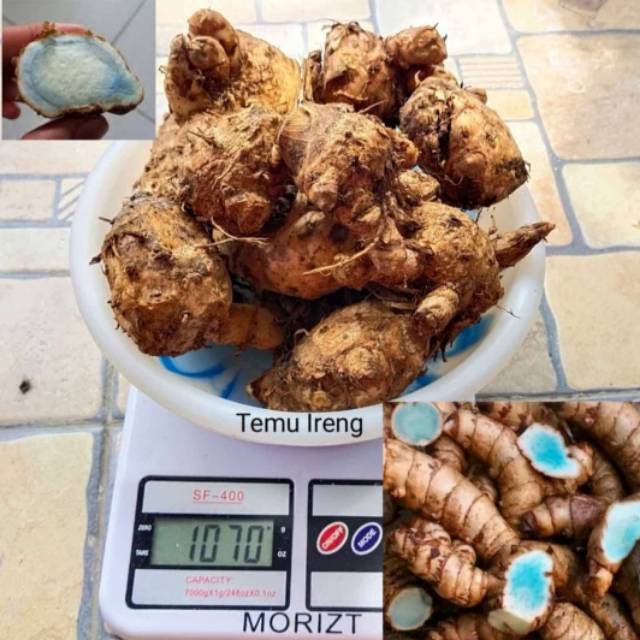 Jual Temu Ireng (Hitam) Segar 1Kg | Shopee Indonesia