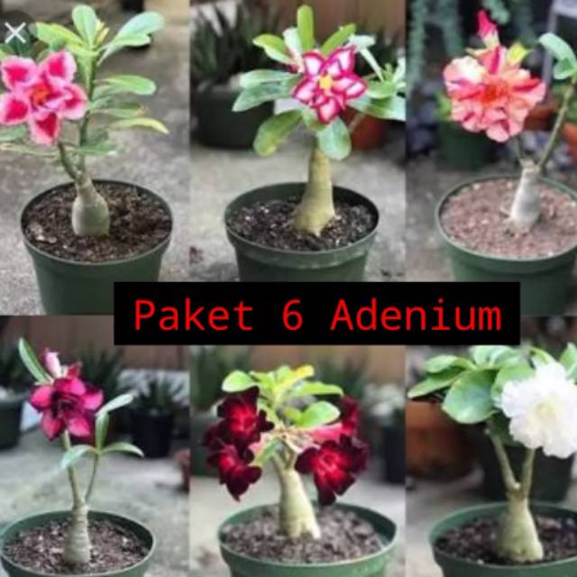 Jual Paket 6 Tanaman Hias Adenium - Tanaman Kamboja Jepang - Tanaman ...