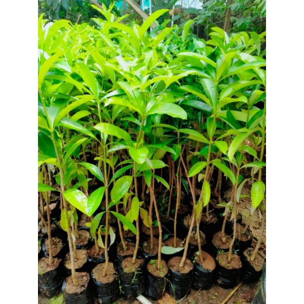 Jual Bibit Tanaman Pule Pandak I Pulai Tanaman Perindang & Herbal ...