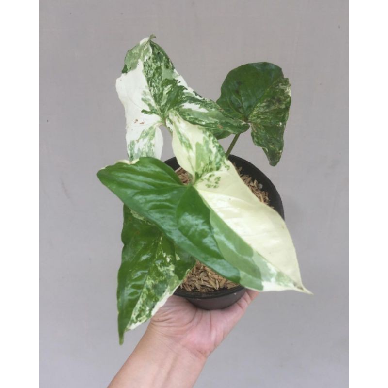 Jual Tanaman Kaladium varigata - tanaman hias - tanaman keladi ...