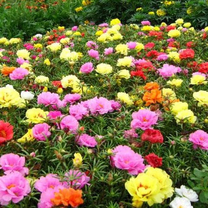 Jual Harga Promo Benih-Bibit Bunga Moss Rose Portulaca Grandifolora Mix ...