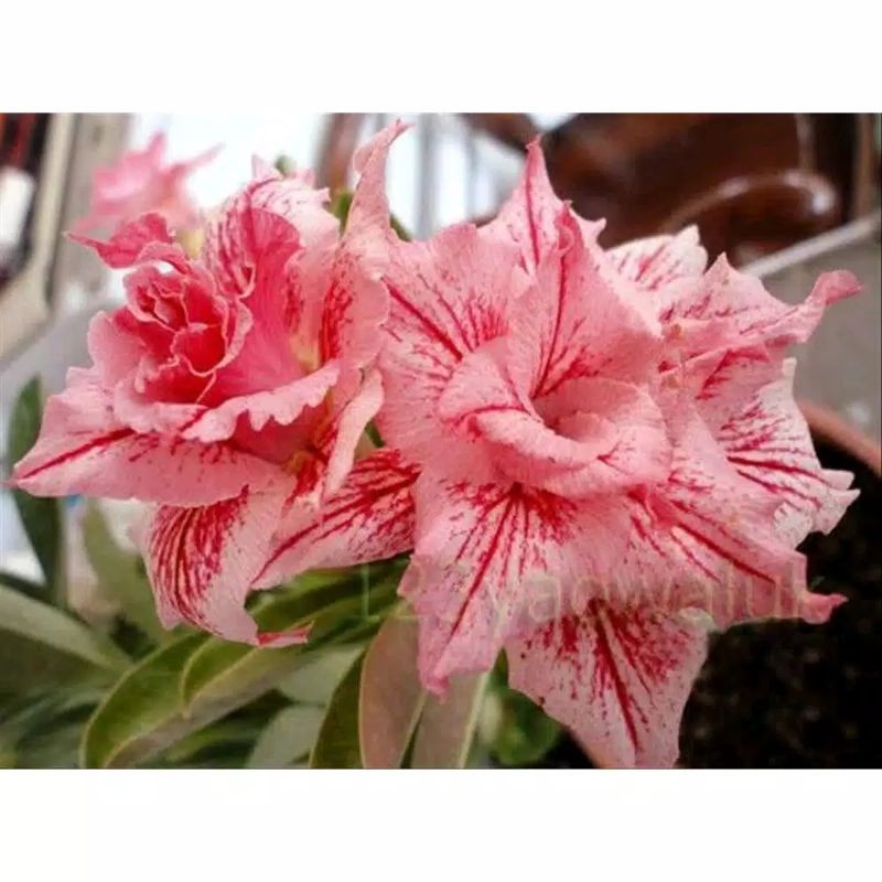 Jual pohon adenium triple poniex / tanaman adenium bunga tumpuk ...