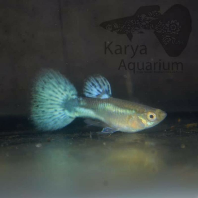 Jual ikan guppy blue grass | Shopee Indonesia