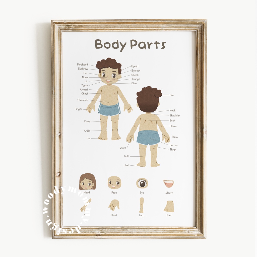 Jual Poster Edukasi Anak Balita Anggota Tubuh - Body Parts Preschooler ...