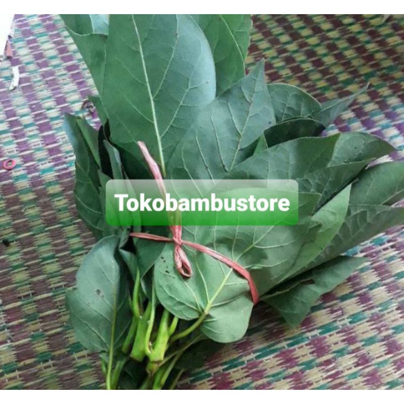 Jual Daun alpukat segar 500 gram / daun buah alpukat segar | Shopee ...