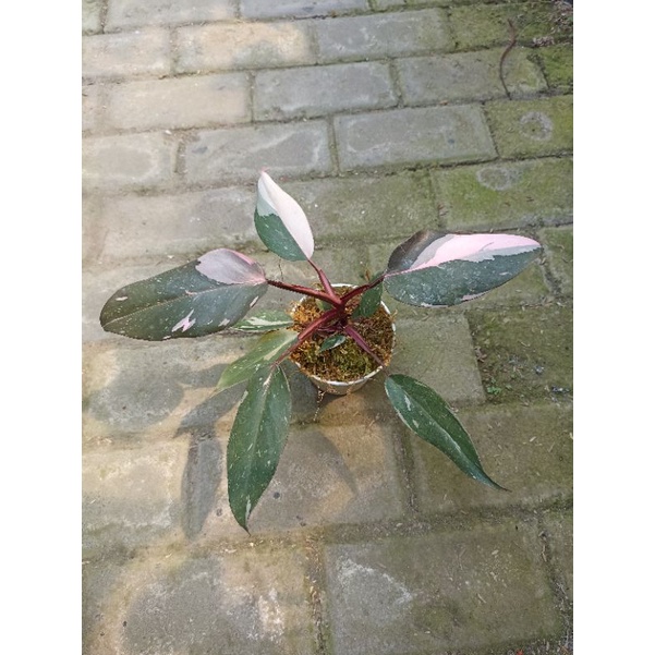 Jual phillodendron pink princess/bunga hias/tanaman hias/princess pink ...