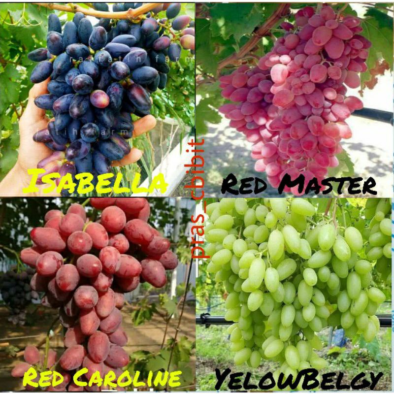 Jual Paket 4 jenis bibit anggur cepat berbuah - Isabella,red master,red ...