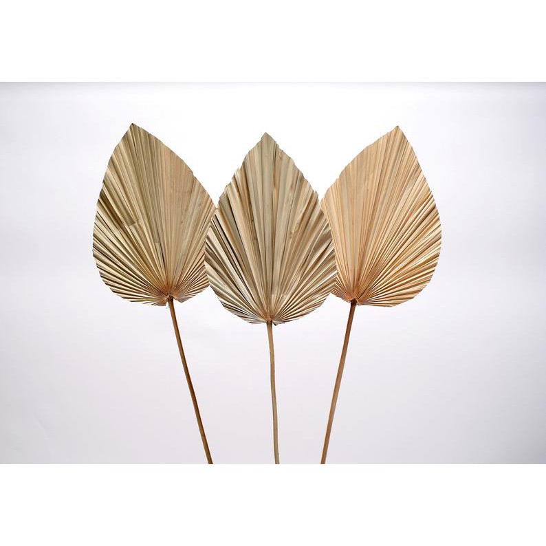 Jual Dekorasi Rustik Daun Palem D20 cm Sadang Sadeng Kipas Dried Palm ...