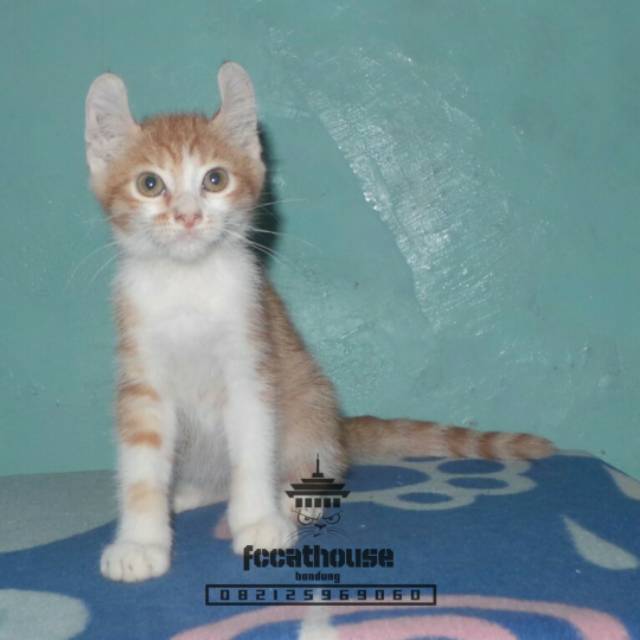 Jual Kucing Kitten American Curl Shorthair Betina - fccathouse | Shopee ...