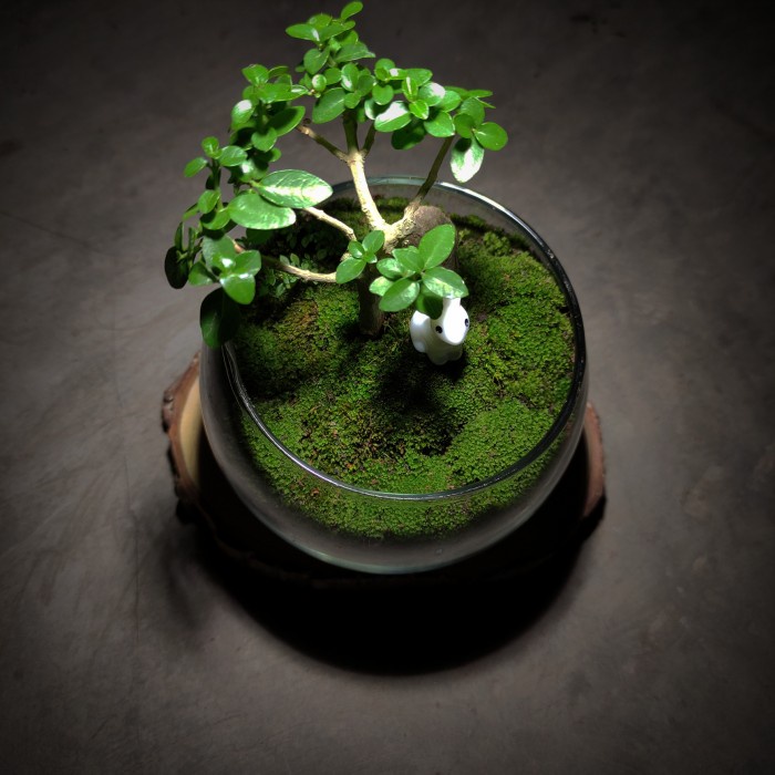 Jual Terrarium Small Forest / Gift Plant / Kado Tanaman - Hampers ...