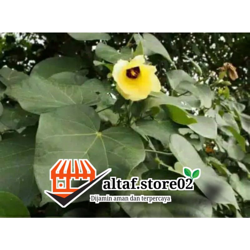 Jual Daun Waru Atau Daun Dadap Laut Segar Untuk Herbal dan Untuk ...