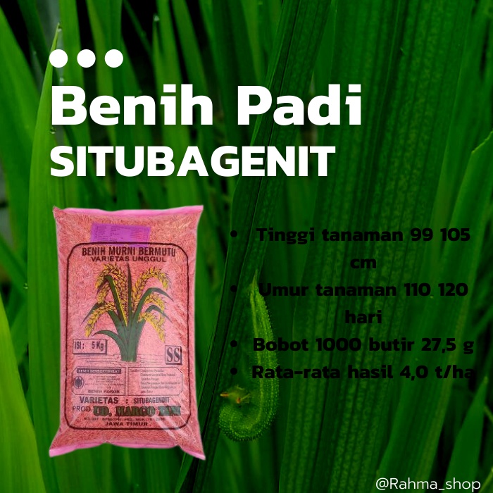 Jual BENIH PADI SITUBAGENDIT 5KG UNGGUL BERSERTIFIKAT | Shopee Indonesia