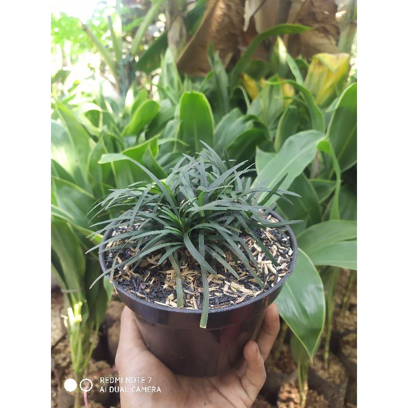 Jual Tanaman hias Kucai mini/Rumput kucai mini | Shopee Indonesia