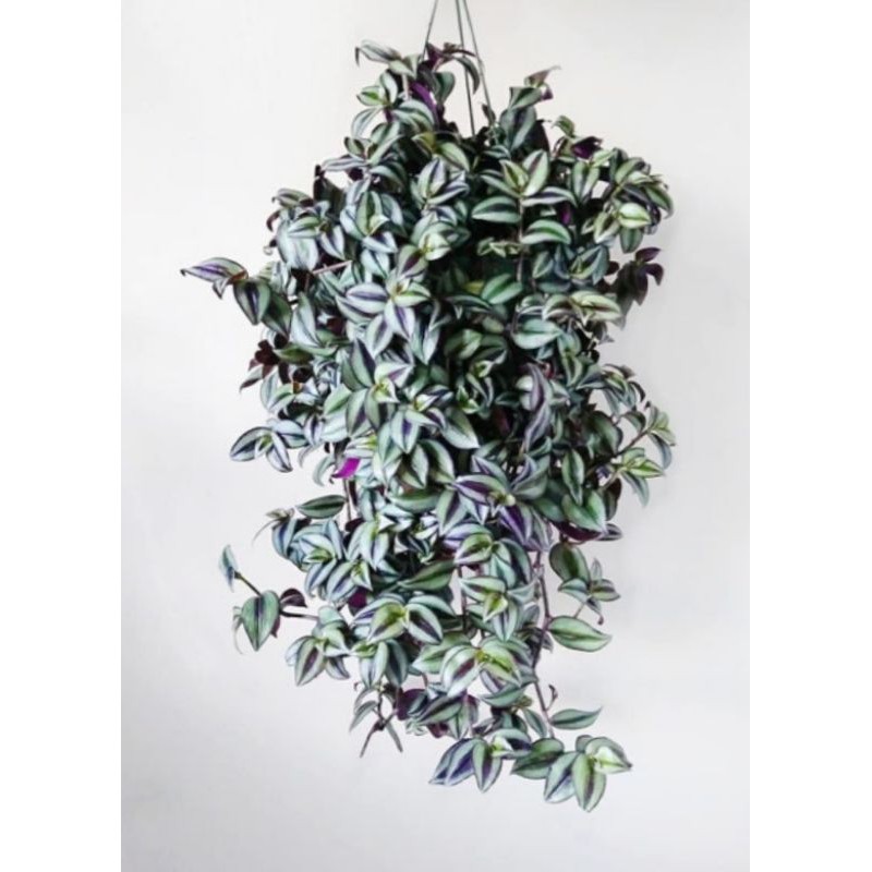 Jual Gewor daun silver (tradescantia zebrina) | Shopee Indonesia