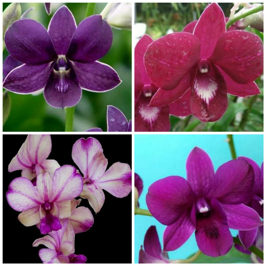 Jual Dendrobium Hybrid Bunga Bulat Kondisi Remaja (Net Pot) | Shopee ...