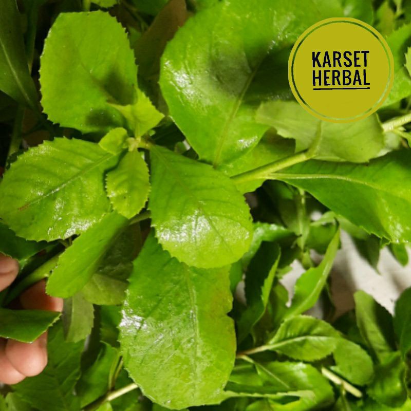 Jual Daun beluntas segar | 500 gram pucuk daun beluntas segar di petik ...