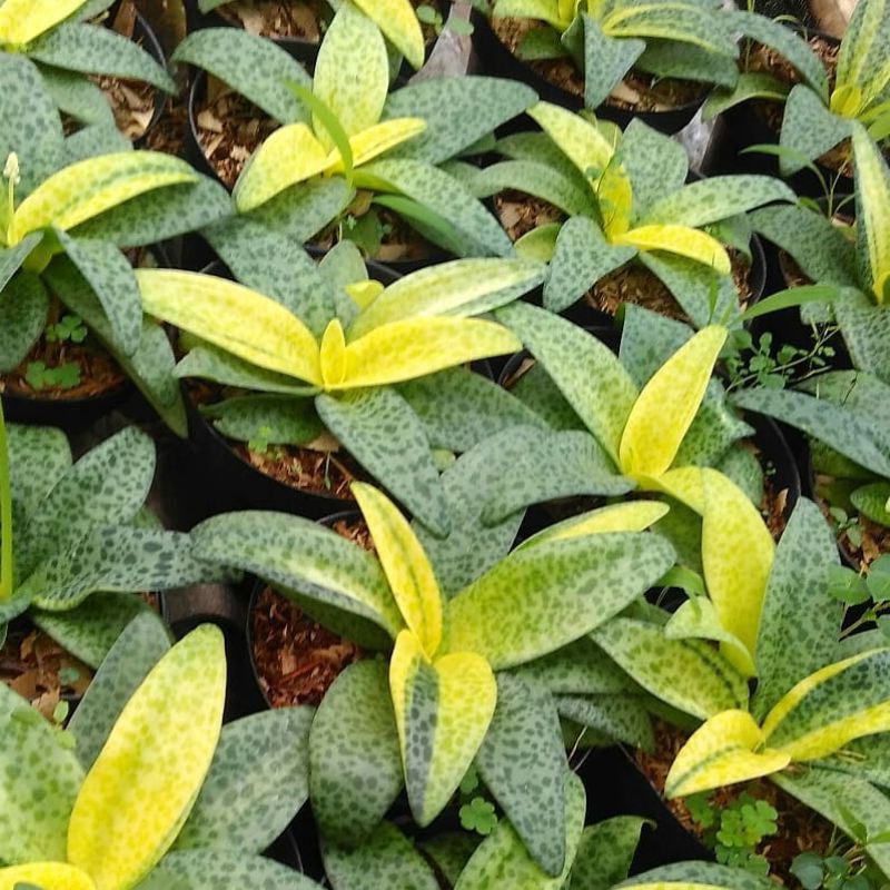 Jual TERMURAH Tanaman Hias Lidah Katak - Drimiopsis Kodok Kuning ...