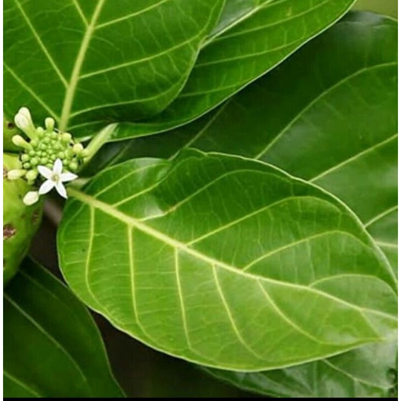 Jual daun mengkudu/daun pace perhelai | Shopee Indonesia