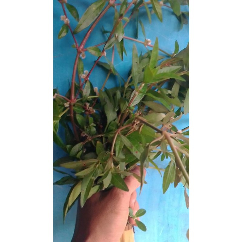 Jual daun kremah/daun herbal/ pohon kremah/ keremak | Shopee Indonesia