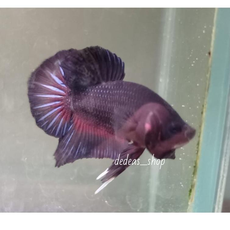 Jual Cupang Giant Super Black Male BO -+4CM (KODE Z5655) | Shopee Indonesia