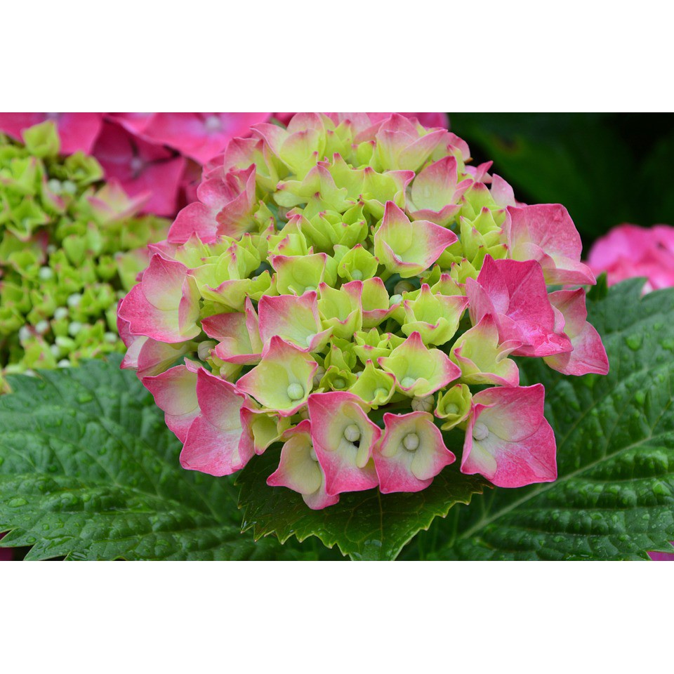 Jual Biji Bunga Hydrangea Merah Hijau - Tanaman Kembang Bokor - Bibit ...