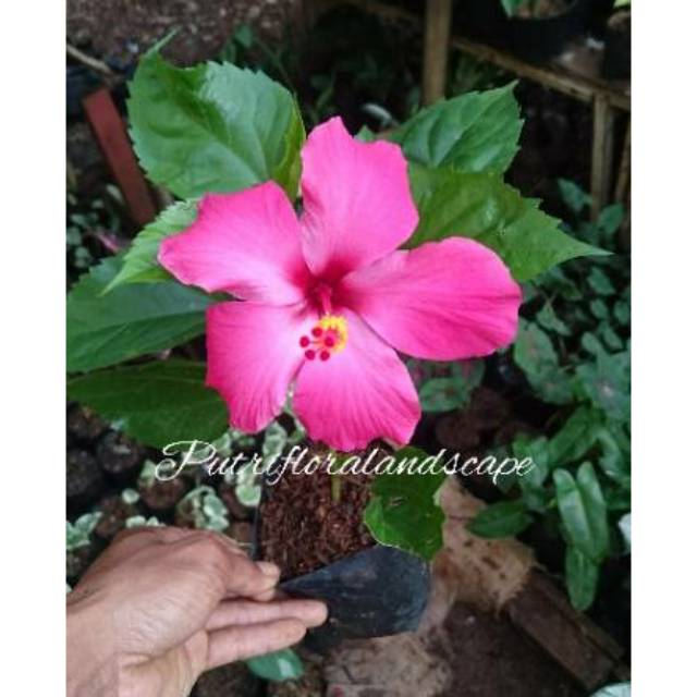 Jual Tanaman hias kembang sepatu - pohon kembang sepatu - bunga sepatu ...