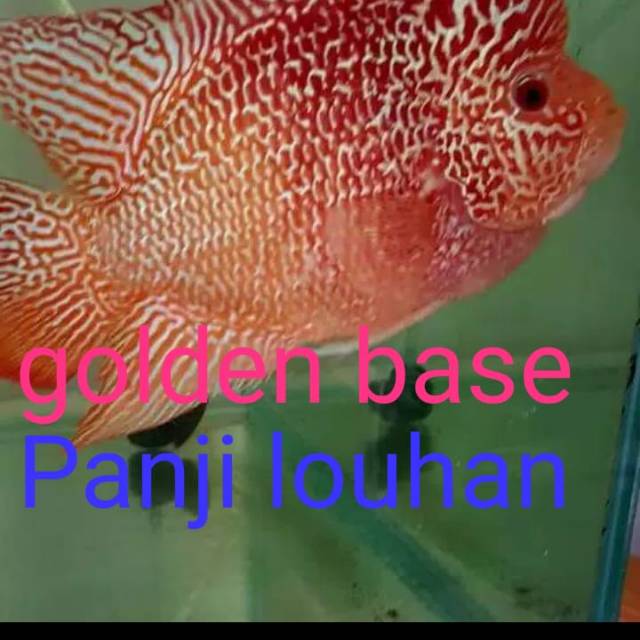 Jual @ louhan golden base 7-10cm | Shopee Indonesia