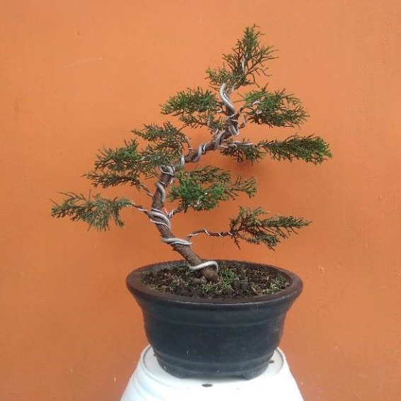 Jual Bonsai cemara pua pua | Shopee Indonesia