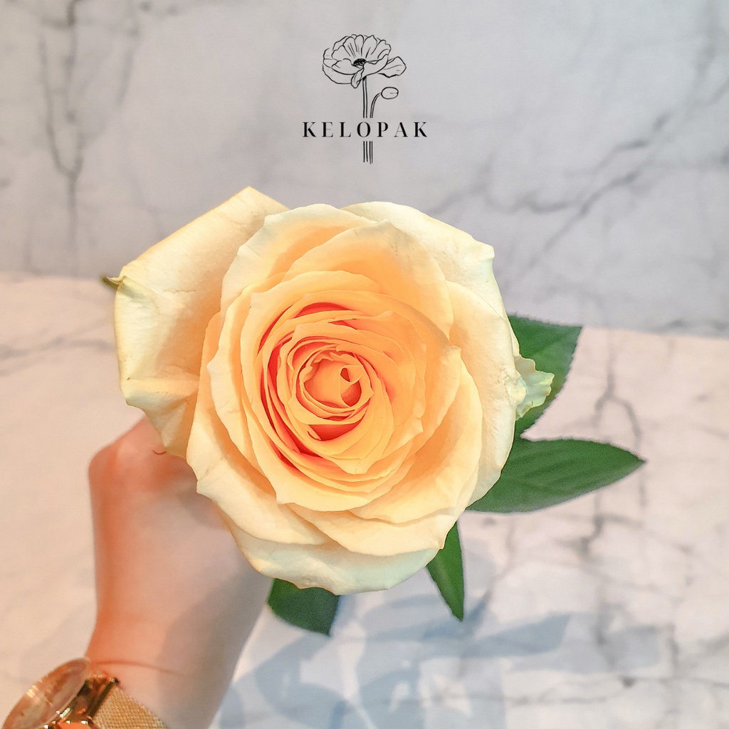 Jual Bunga Mawar Satuan Peach isi 1 Tangkai/Mawar Satuan/Mawar Batangan ...