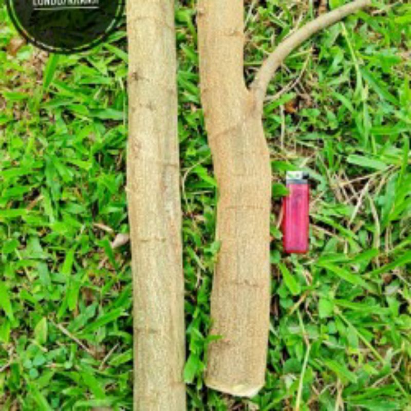 Jual stek batang asem londo / fresh cuting asem belanda uk xl. lingkar ...