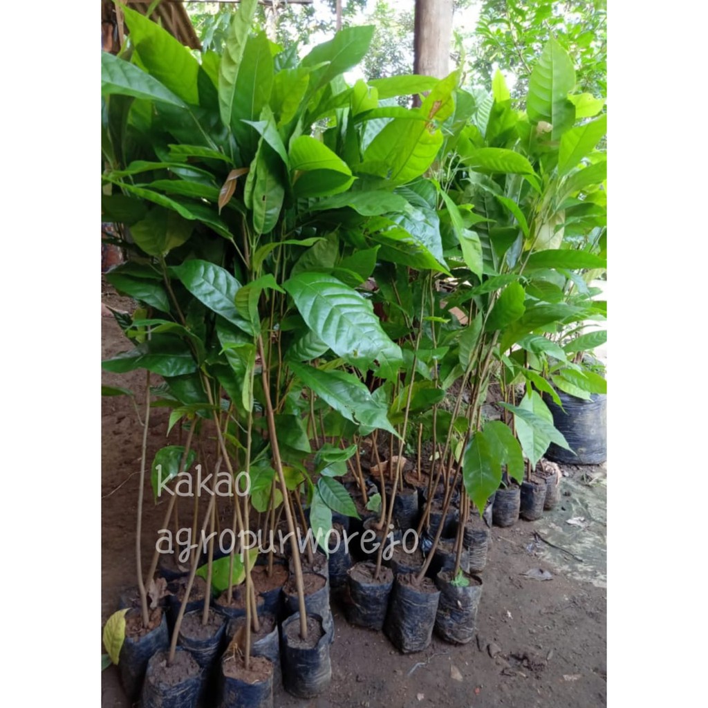 Jual BIBITPEDIA Hemat - Bibit Tanaman Kakao - Kopi Coklat Siap Tanam ...