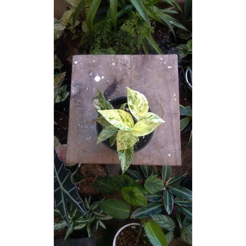 Jual sirih marble | Shopee Indonesia