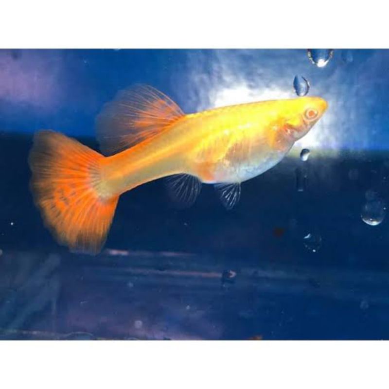Jual ikan guppy afr albino full red | Shopee Indonesia