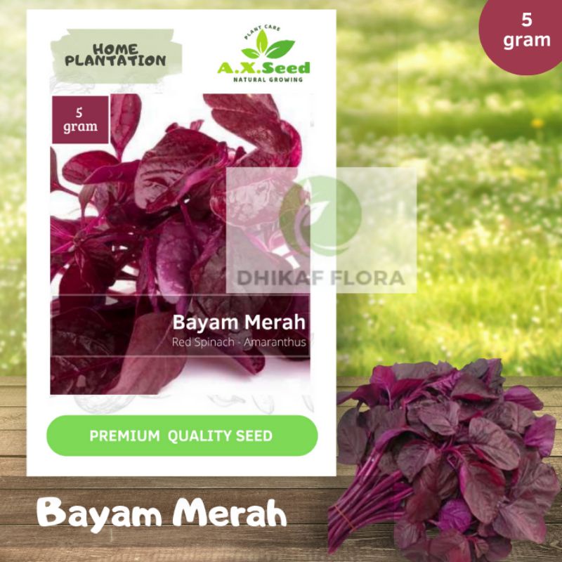 Jual Benih Bibit Bayam Merah (AX Seed) | Shopee Indonesia
