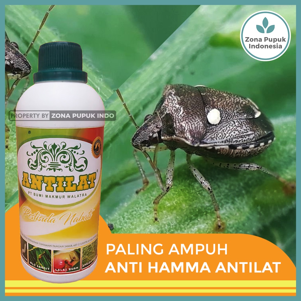 Jual Pupuk Pestisida Organik Pembasmi Hama Tanaman Racun Hama Walang ...