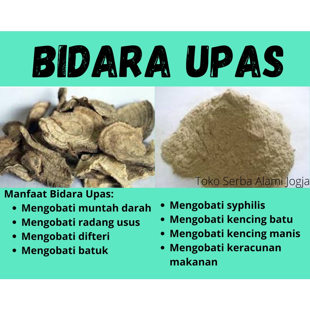Jual Bidara Upas Original | Shopee Indonesia