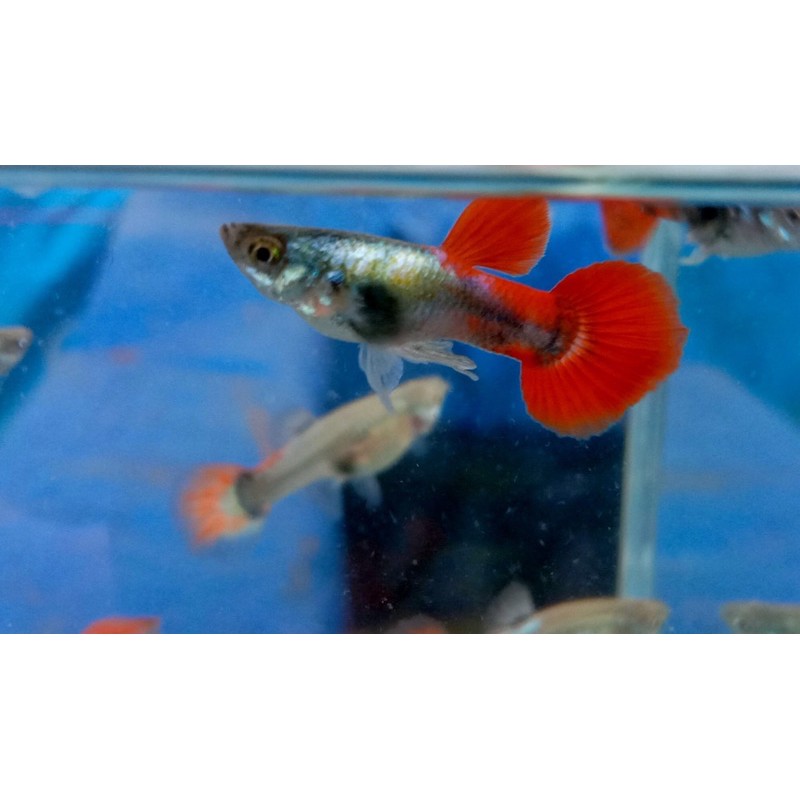Jual Ikan Guppy PRTD (Sepasang) | Shopee Indonesia