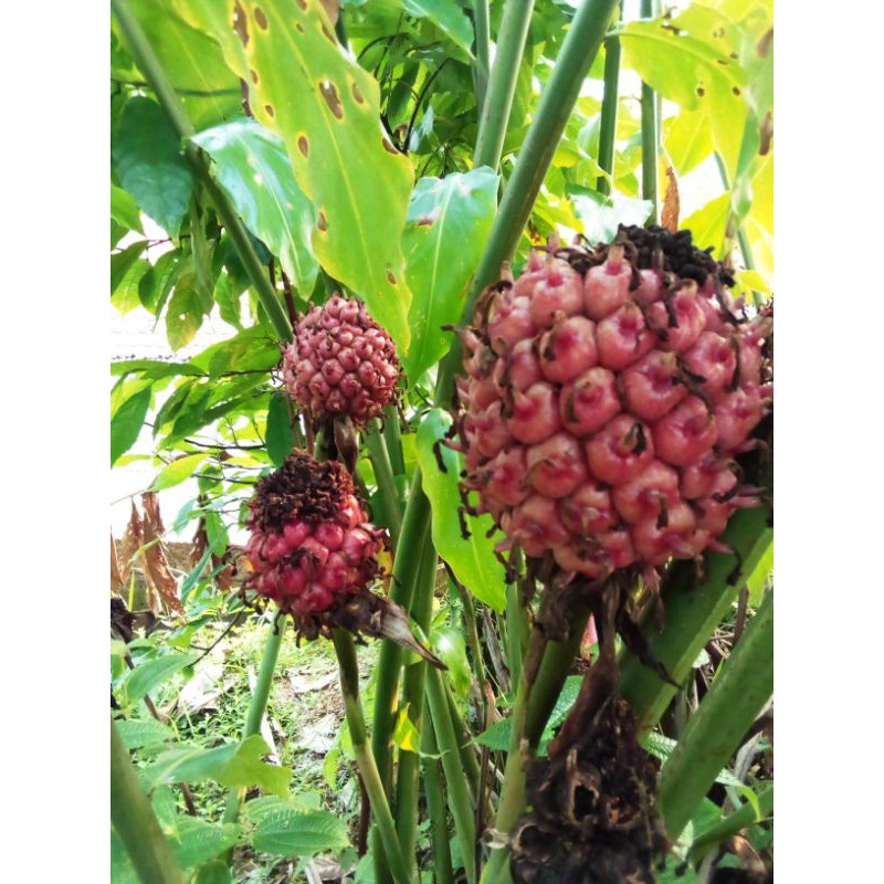 Jual Buah Honje Tua bahan bumbu masakan dan rujak | Shopee Indonesia