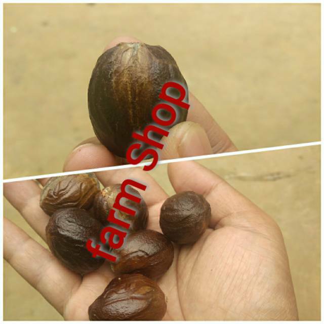 Jual biji PALA KERING 500 gram - herbal | Shopee Indonesia