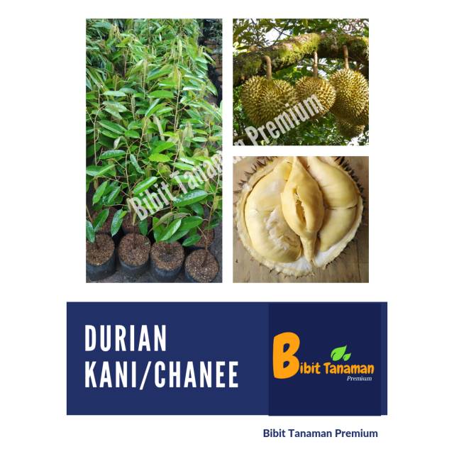 Jual BIBIT DURIAN KANI/DURIAN CHANEE (BIBIT TANAMAN PREMIUM) | Shopee ...