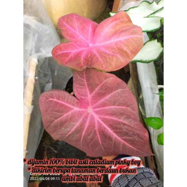 Jual Caladium/keladi cantik id pinky boy | Shopee Indonesia