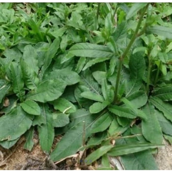 Jual jual daun sawi hutan tapak Liman,tanaman herbal | Shopee Indonesia