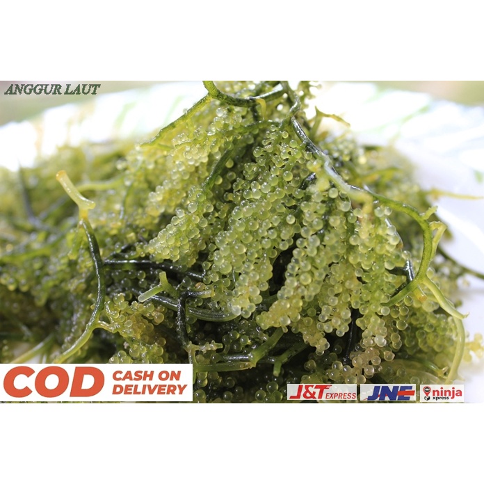 Jual Anggur laut Hijau ( Sayur Laut Segar ) | Shopee Indonesia