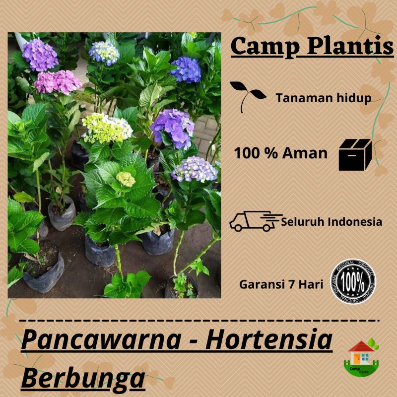 Jual Paket 4 Tanaman Bunga - Pancawarna / Hortensia 4 warna | Shopee ...